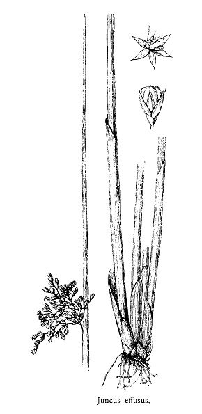 Juncus Effusus A Perennial Herbaceous Flowering Plant Species In The