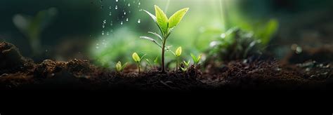 The Crowding Out Effect Richardson Wealth