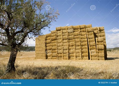 Hay Bundles Stock Image Image Of Yellow Bloc Dryness 2522791