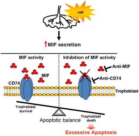 Role Of The Macrophage Migration Inhibitory Factor Mif In The