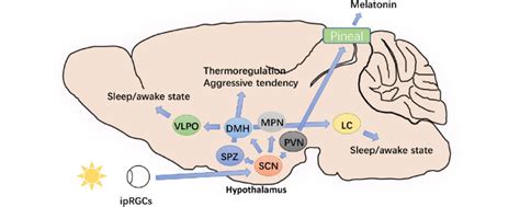 Key Neuroanatomical Pathways Of The Circadian System 1 Scn