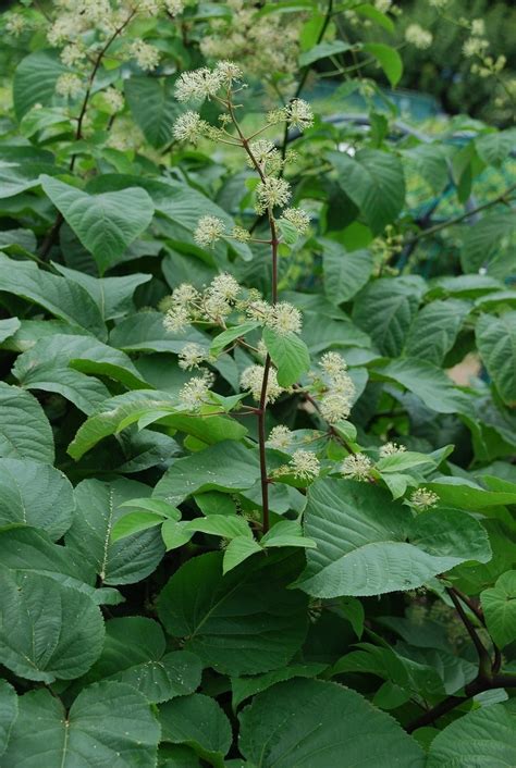 夏の花 44ウド 山想花sansoukaブログ