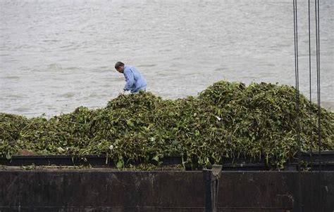 菲特过后 上海紧急清理黄浦江水葫芦