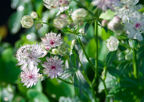 Astrantia Major Ruby Cloud Masterwort Fieldstone Gardens Inc