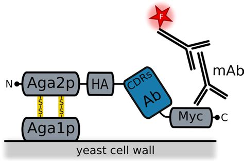 Conventional Yeast Surface Display System For The Screening Of Download Scientific Diagram