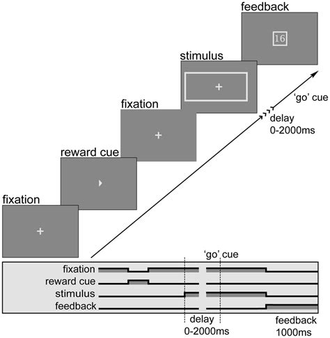 Procedure Of The Perceptual Decision Making Task With Unequal