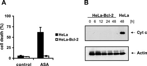 Overexpression Of Bcl 2 Prevented Aspirin Induced Cytochrome C Release Download Scientific