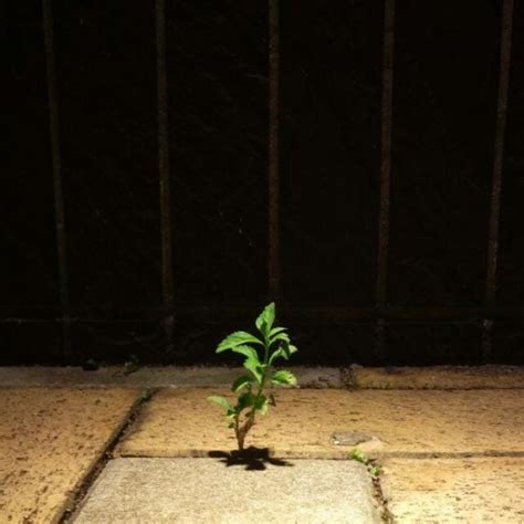 Philip Kit Sum Cheung Medium