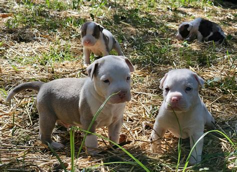 46 804 Fotos Y Imágenes De Perros Pitbull Gratis · Banco De Fotos Gratis