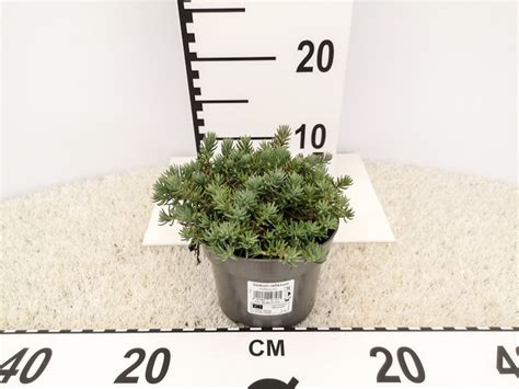 Sedum Mix — Plant Wholesale Floraccess