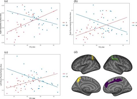 Surface Area Scatter Plot Of Sex By Vo 2 Interaction Observed In The Download Scientific