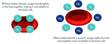 The Bohr Effect Breathe Vitality