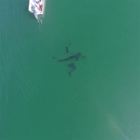 Shark Ml Object Detection Model By Shark Ml