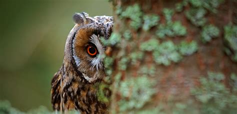 How To Create Password Protected Image Galleries In Wordpress