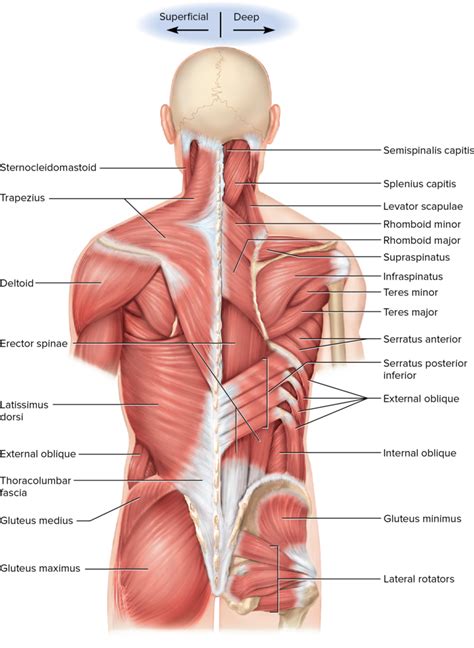 A P Lab Chapter 12 Posterior Trunk Diagram Quizlet