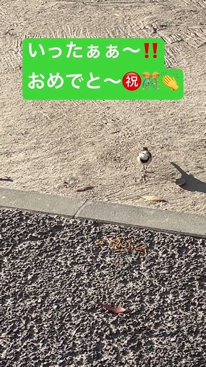 Pipicoついに⁉️ Youtube