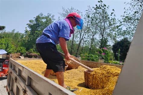 渝北区木耳镇：秋收正当时 稻香飘千里 上游新闻·汇聚向上的力量