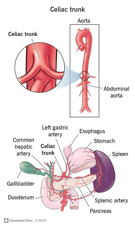 Celiac Trunk Anatomy And Function