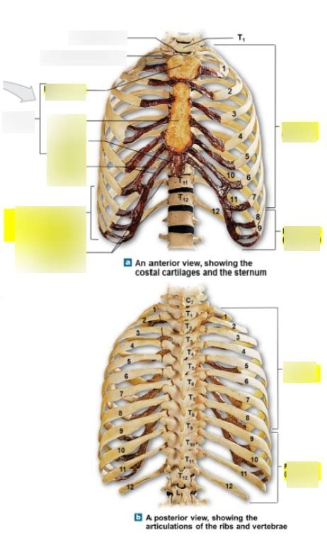 Thoracic Cage Diagram Quizlet