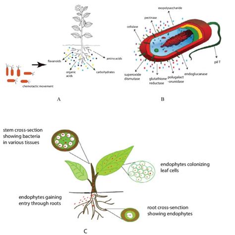 Pdf Potential Of Bacterial Endophytes As Plant Growth Promoting Factors