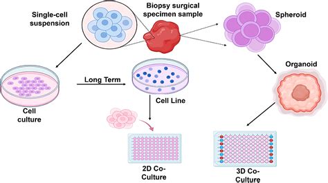 Leveraging 3d Cell Culture And Ai For Next Generation Drug Discovery