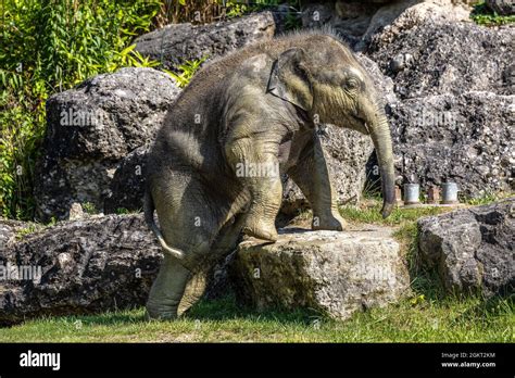 The Asian Elephant Elephas Maximus Also Called Asiatic Elephant Is