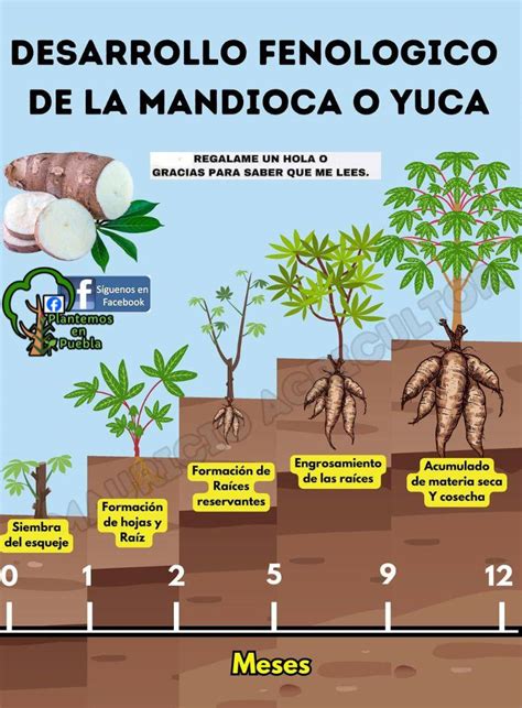 Plantemos La Yuca O Mandioca Conocida Científicamente Como Manihot