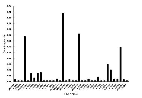 Hla A Gene Polymorphism Detected By The High Resolution Typing Sbt In