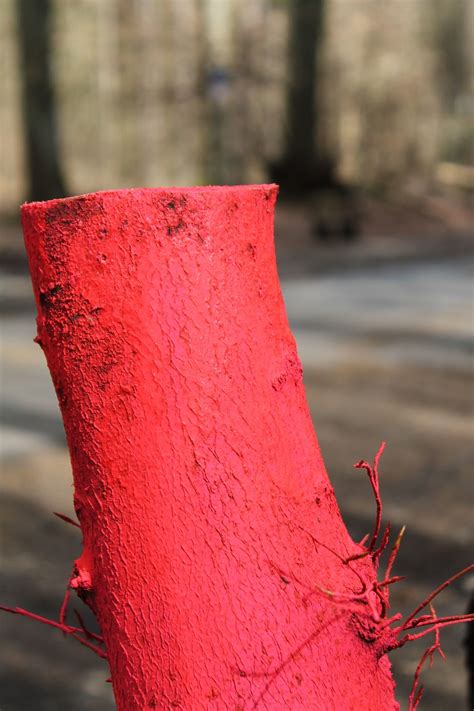 Tree Stump Forest Free Photo On Pixabay Pixabay