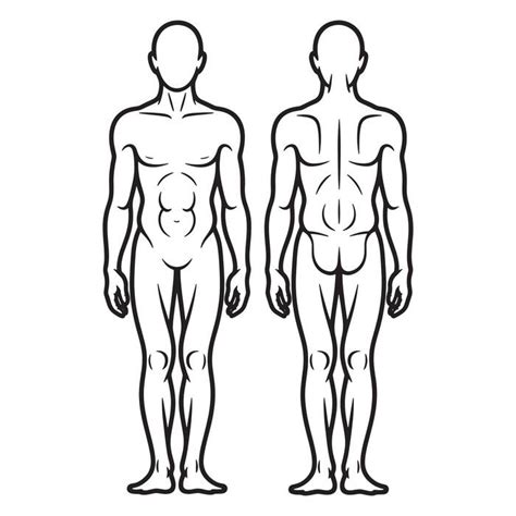 Front And Back Human Diagram Vector Art Icons And Graphics For Free