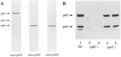 Immunodetection Of Cytosolic Components A And Coincident Reduction Of