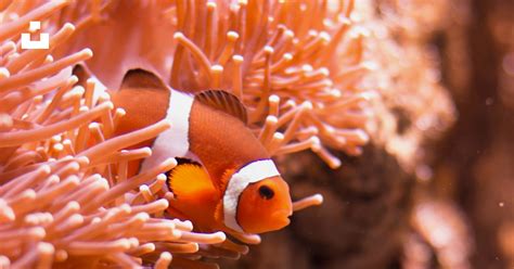 흰동가리 사진 Unsplash의 무료 물 이미지