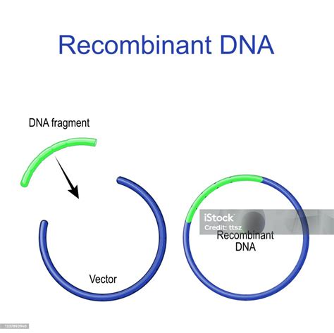 Plasmids And Recombinant Dna Stok Vektör Sanatı And Dna‘nin Daha Fazla Görseli Dna Plazmid