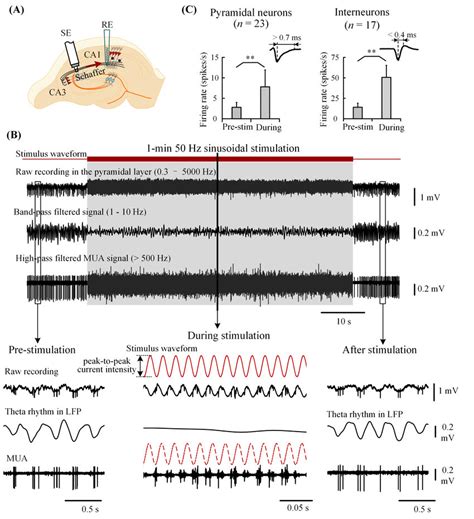 Increase Of Neuronal Firing By 50 Hz Sinusoidal Stimulationsa Download Scientific Diagram
