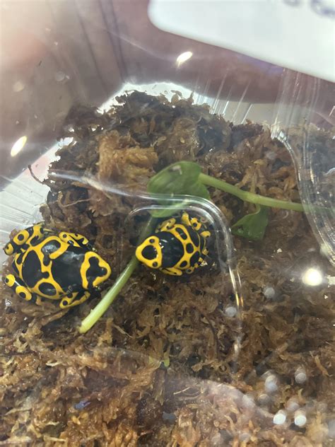 Breeding Leucs Rdartfrog