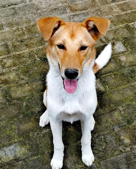 犬吠图片 犬吠 犬吠月 第10页 大山谷图库