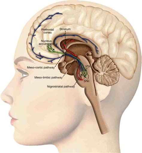 Corpus Striatum Functions Location Structure Disease And Summary