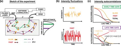 Time Domain Diffuse Correlation Spectroscopy In Samples Composed Of Download Scientific Diagram