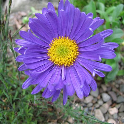 Giới Thiệu Về Loài Hoa Aster Hoa Pompom Hoa Mẫu đơn Hoa Cúc Tây Trông Như Thế Nào