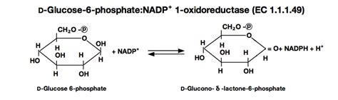 Glucose 6 Phosphate Structure