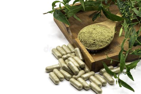 Andrographis Paniculata Extract Powder In Wooden Spoon Stock Image Image Of Fresh Health