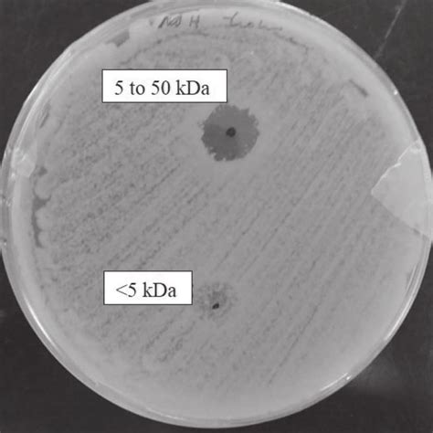 Antimicrobial Activity Of 2 Fractions Of Bacteriocins From Enterococcus Download Scientific
