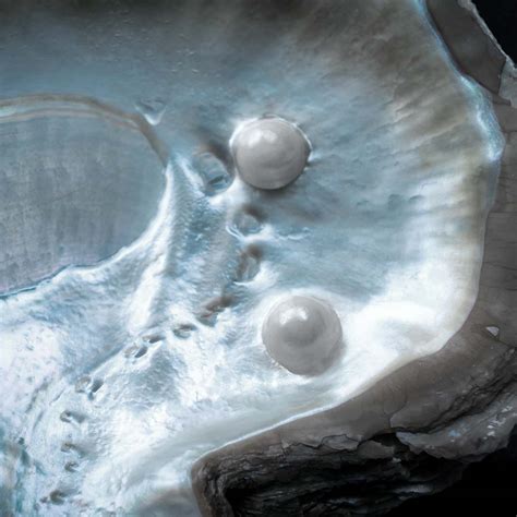 진주 추출물 원료 Ingredients Ctkclip