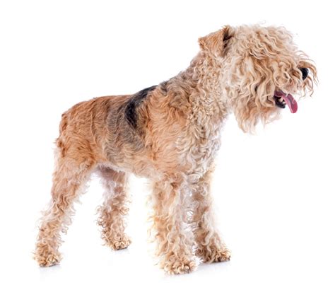 Lakeland Terrier Dog Breed Info And Characteristics