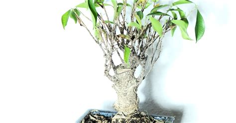 Bonsai Tree Identification A Step By Step Guide For Beginners Indoor Bonsai Tree Care