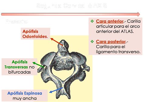 Novadens Servicios Odontológicos Axis