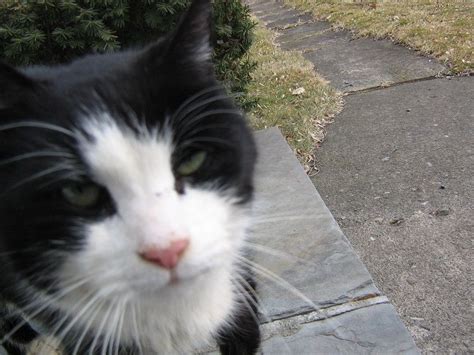 Sylvester Cats Sylvester Kitty