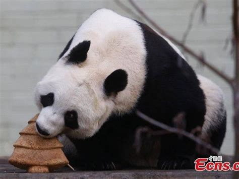 Adorable Giant Pandas Doing All Kinds Of Adorable Giant Panda Things Giant Panda Panda Panda