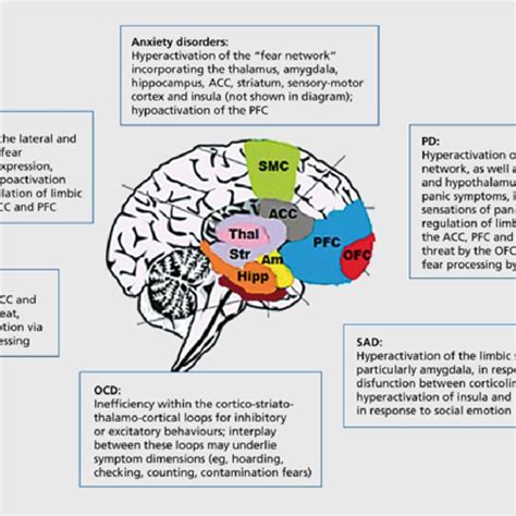 Postulated Neural Correlates Of Anxiety And Related Disorders Ptsd Download Scientific