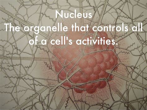 Cell The Basic Unit Of Structure And Function Of All